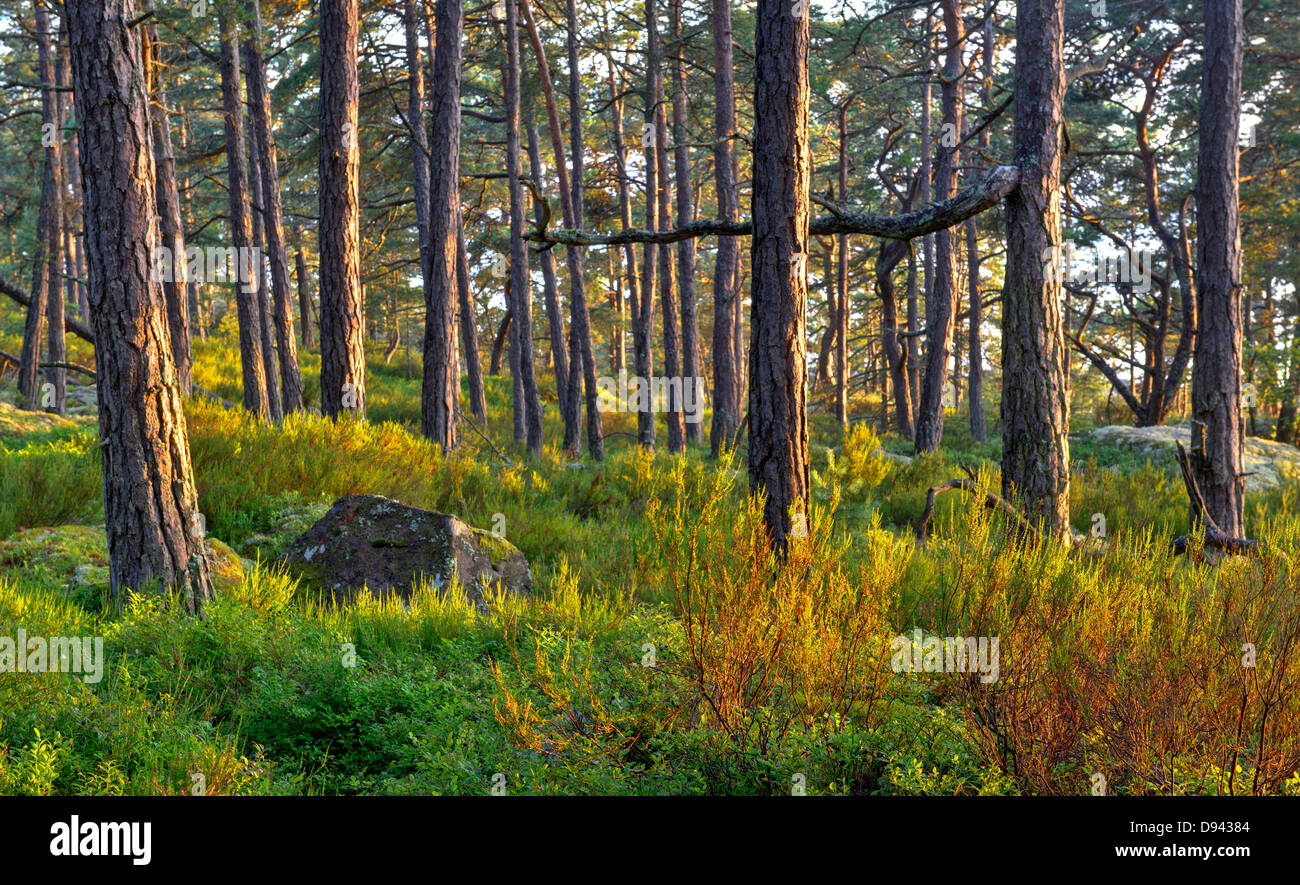 Forest afternoon hi-res stock photography and images - Alamy