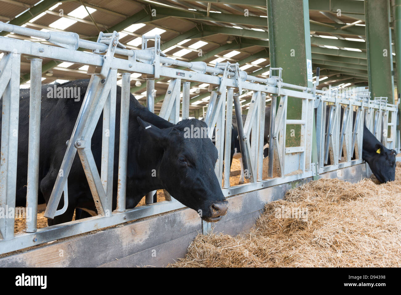 Dairy cattle feeding in a diary unit on a farm Stock Photo - Alamy