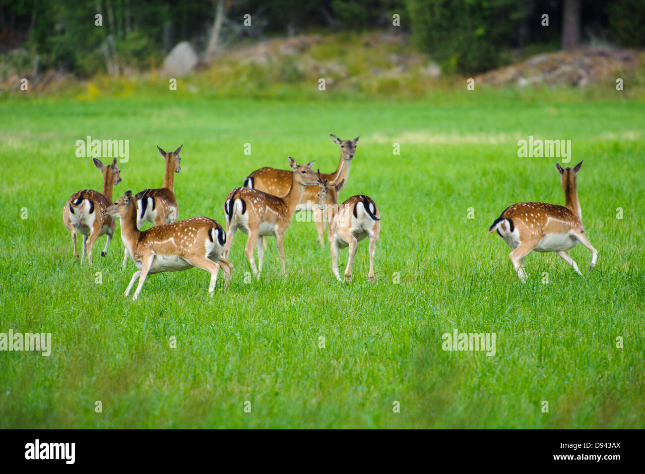 Roe deer in meadow Stock Photo - Alamy