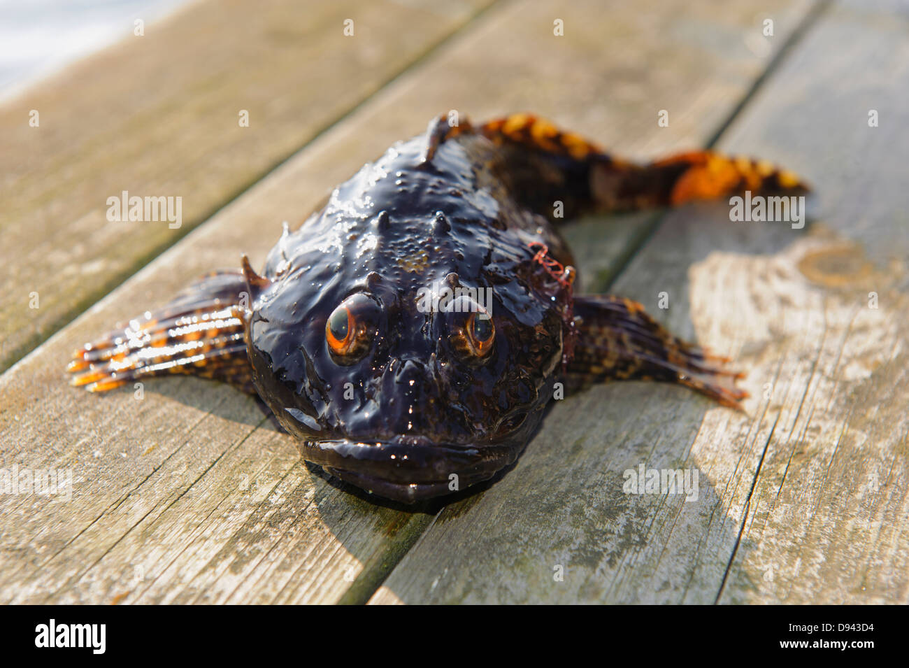 Fish lying on wooden pier Stock Photo - Alamy