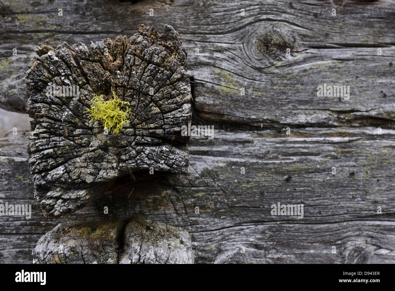 Poisonous lichen hi-res stock photography and images - Alamy