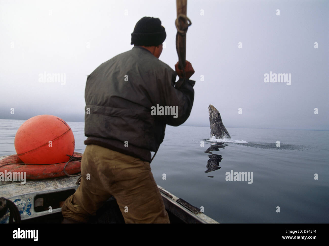 Harpooning High Resolution Stock Photography and Images - Alamy