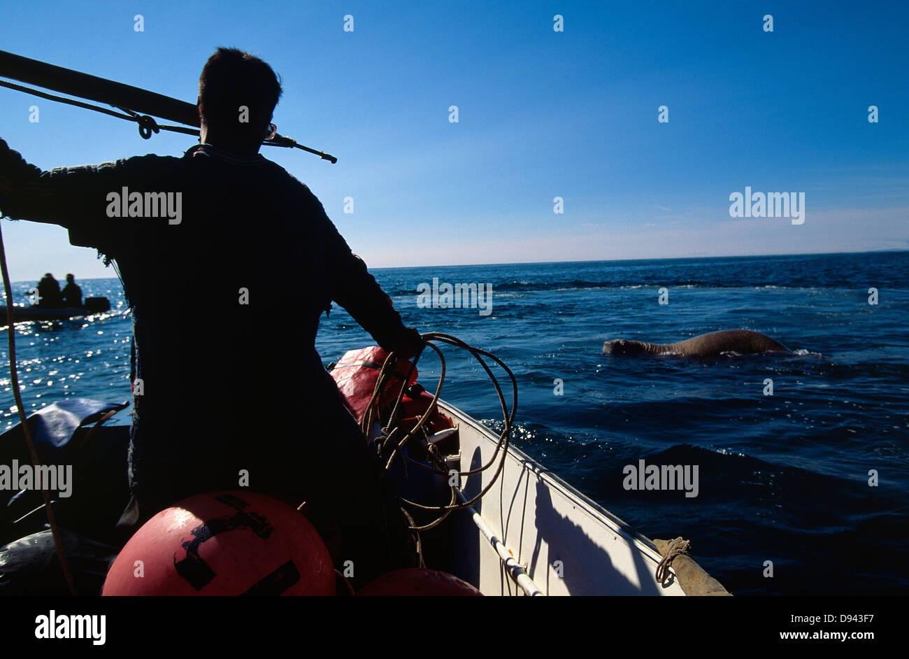 Harpooning High Resolution Stock Photography and Images - Alamy