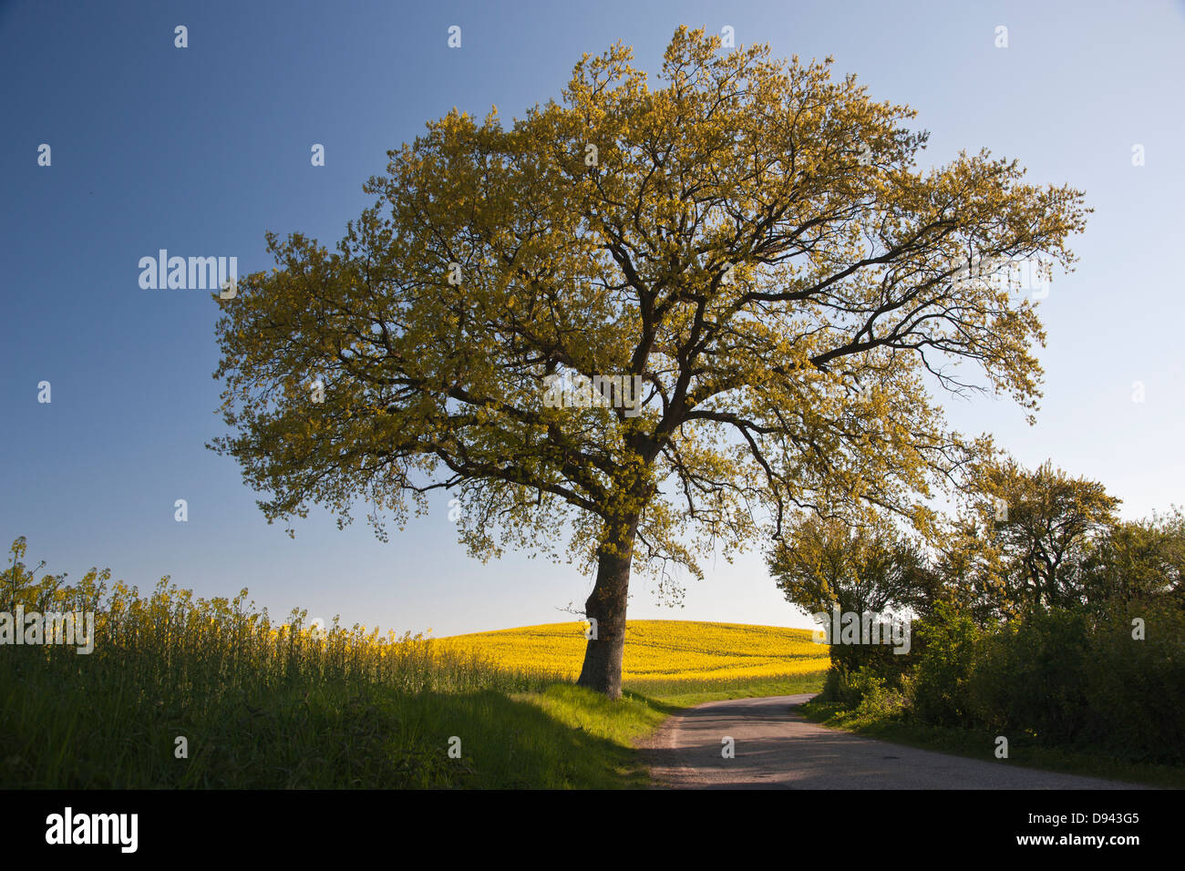 Tree by country road Stock Photo - Alamy