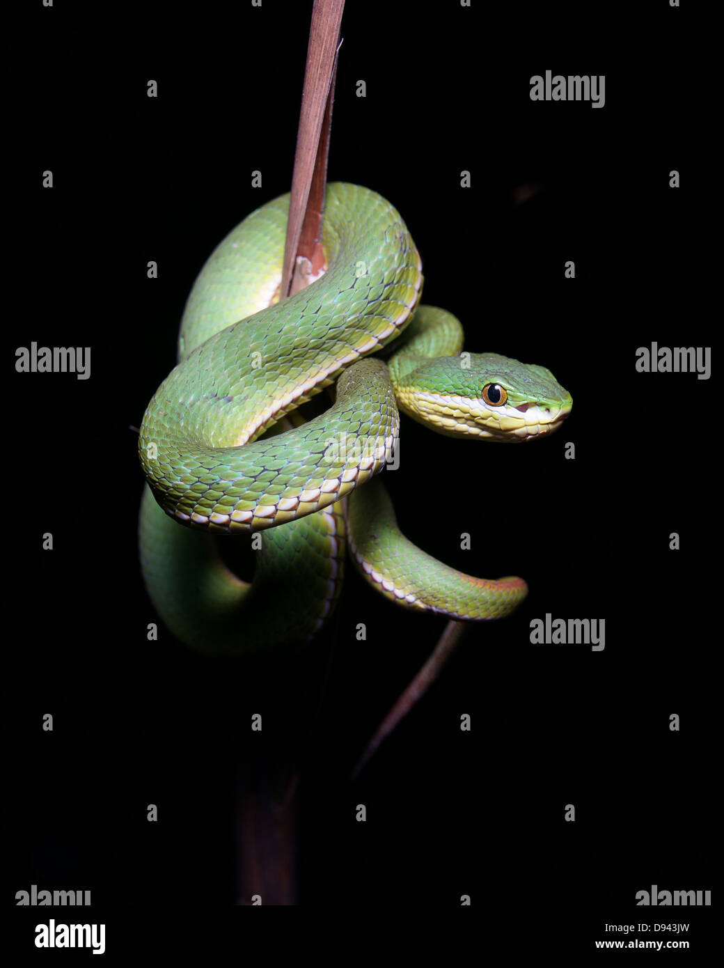 Bamboo snake hi-res stock photography and images - Alamy