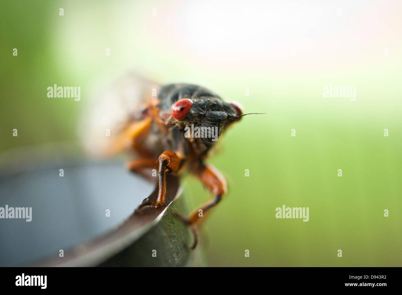 9th June, 2013. An adult brood II (or brood 2) cicada (magicicada ...