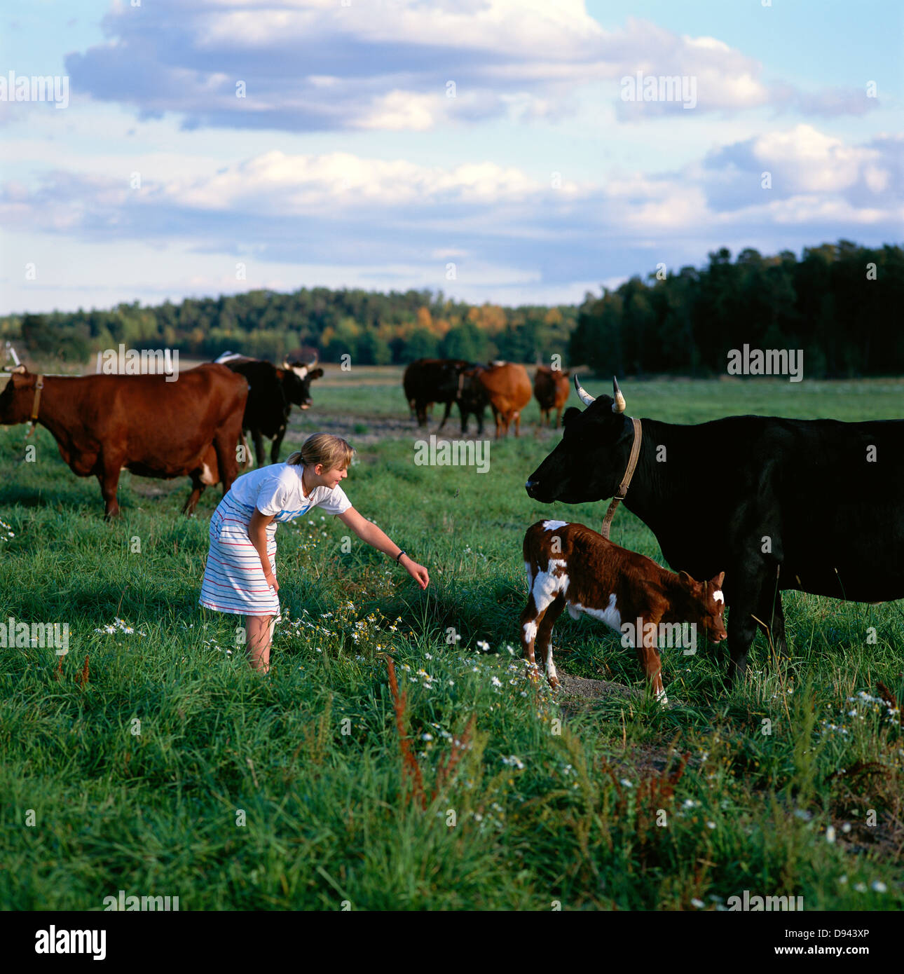 A girl in an enclosed pasture with cows, Lovo, Uppland, Sweden Stock ...