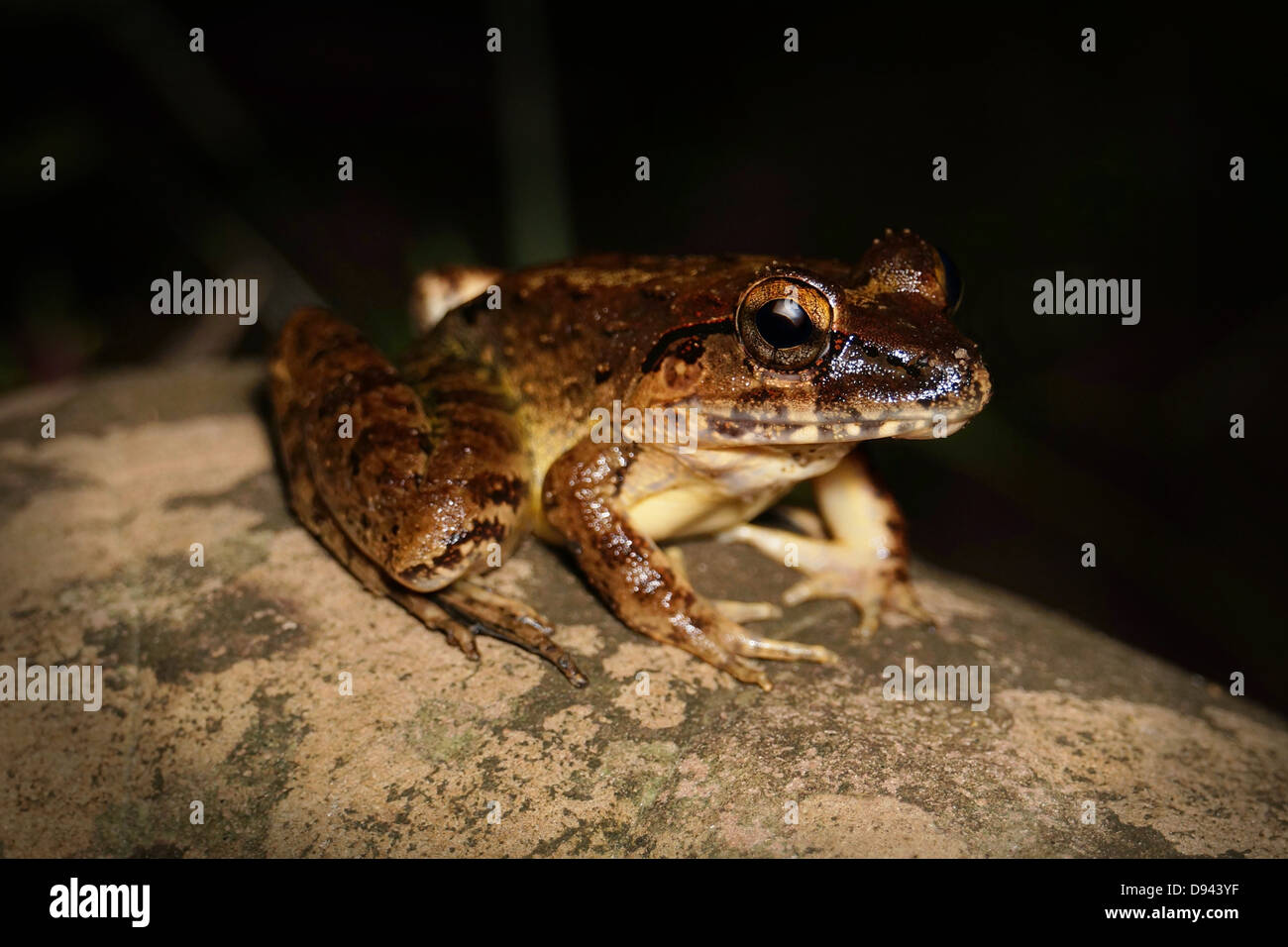 Giant river frog in Danum Valley, Sabah. Endemic to Borneo - Malaysia ...