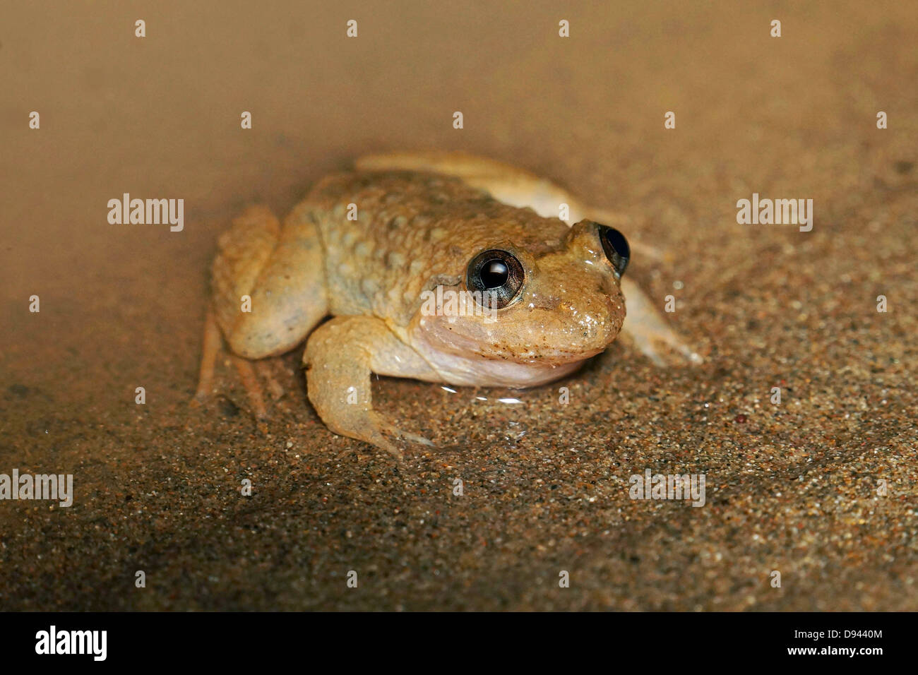 Limnonectes laticeps corrugated or rivulet frog in Sarawak, Borneo ...