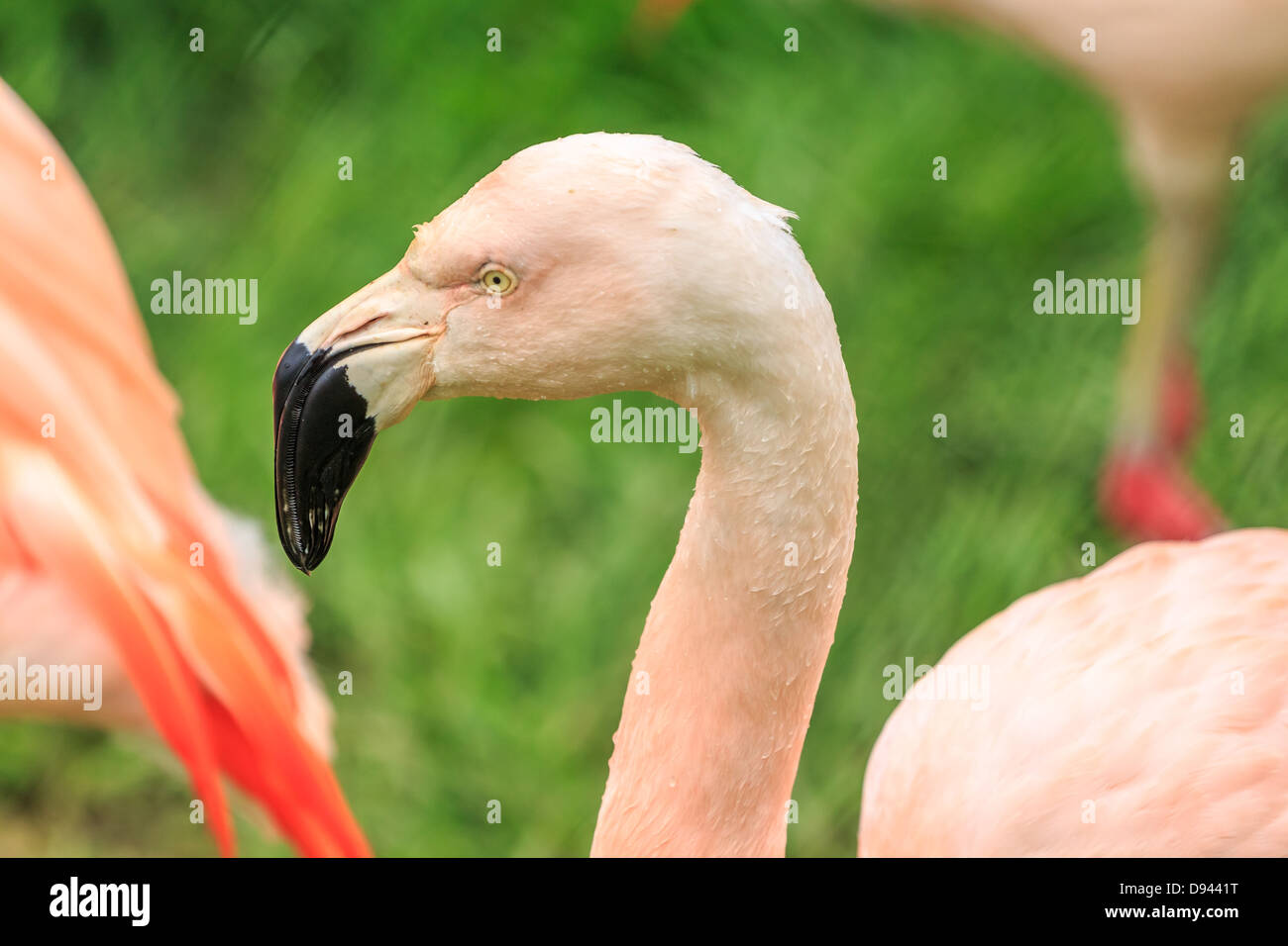 Flamingo field hi-res stock photography and images - Alamy