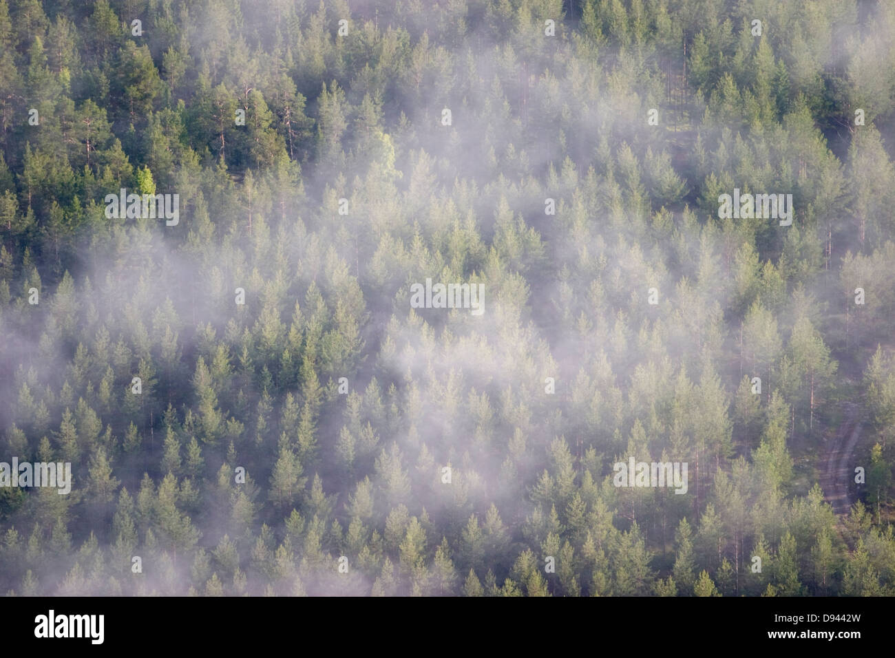 Fog over forest landscape, Sweden Stock Photo - Alamy