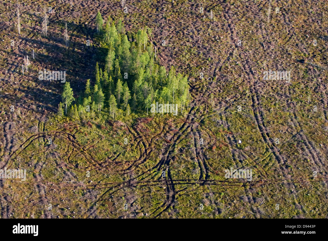 Clear felled hi-res stock photography and images - Alamy