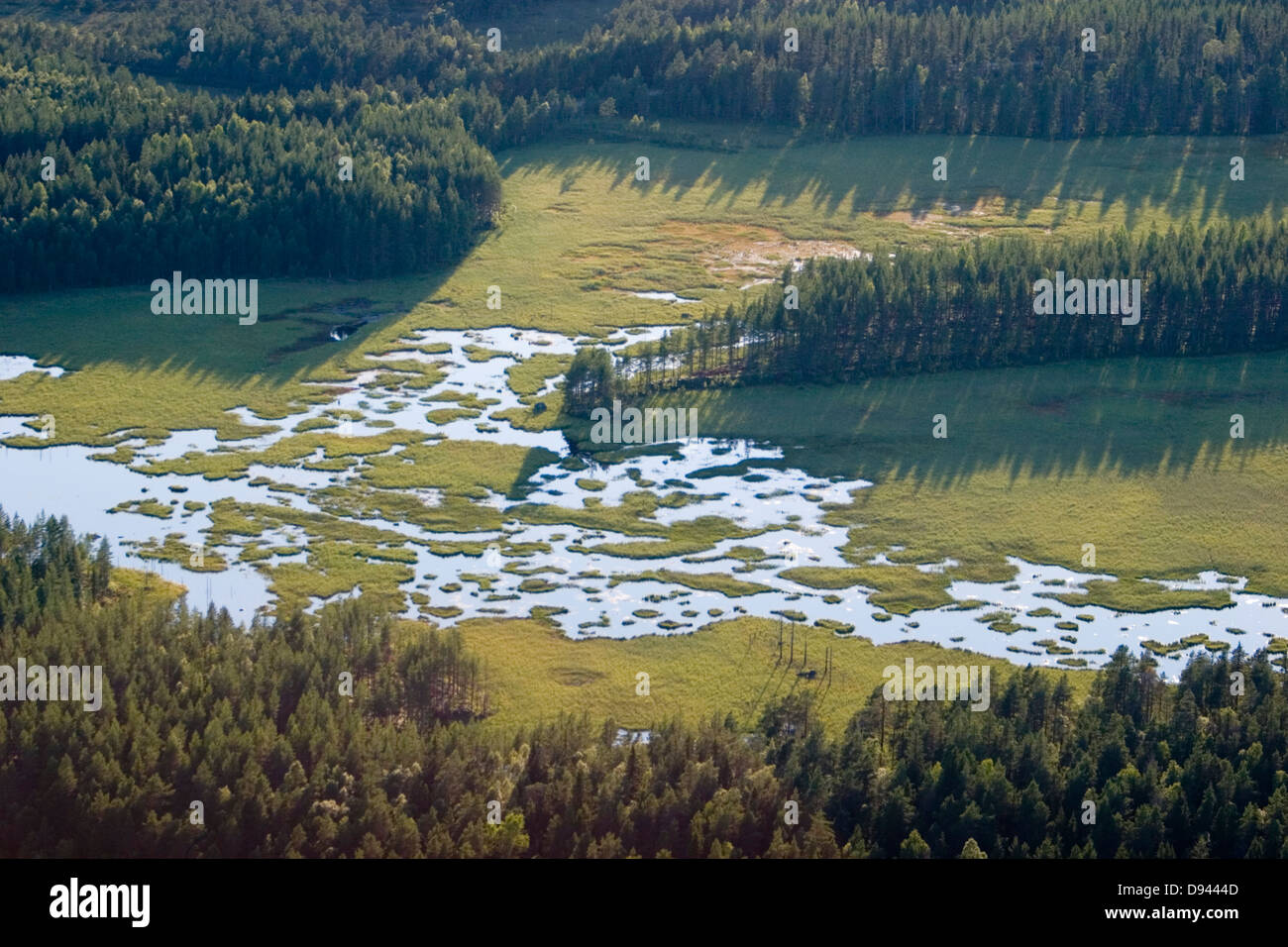 Bog forest hi-res stock photography and images - Alamy