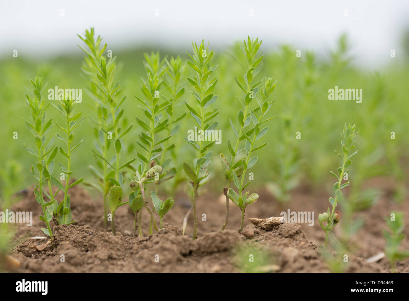 Young Linseed Plants Picture Stock Photo - Alamy