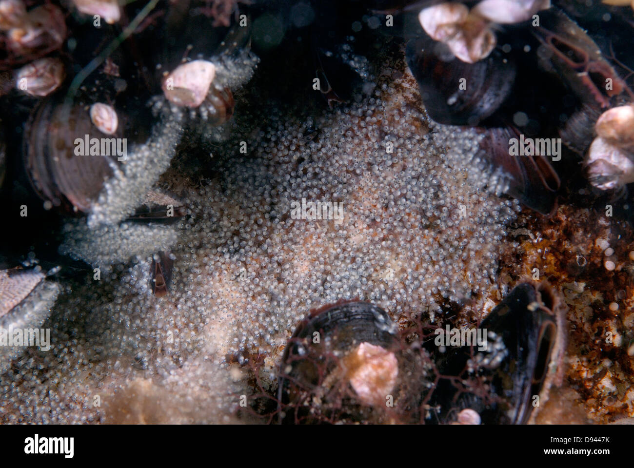 Sea mussels, Finland Stock Photo - Alamy