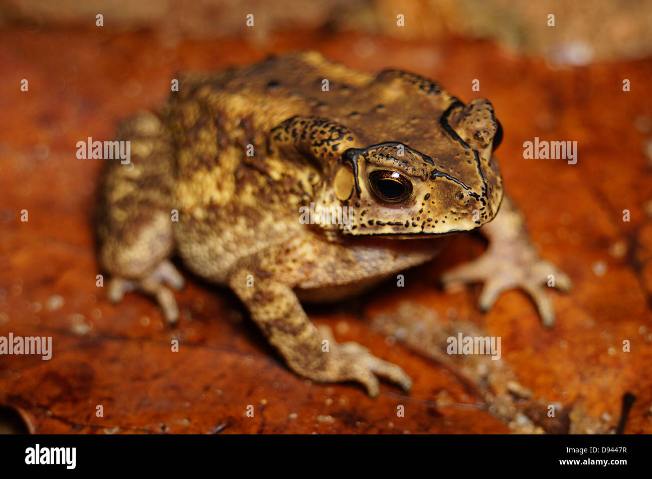 Bufo melanostictus hi-res stock photography and images - Alamy