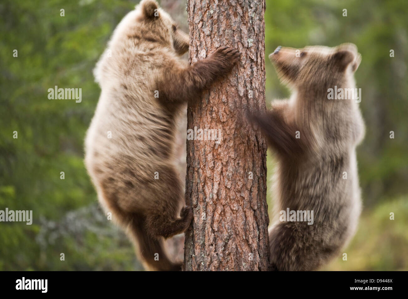 Climbing brown bears hi-res stock photography and images - Alamy