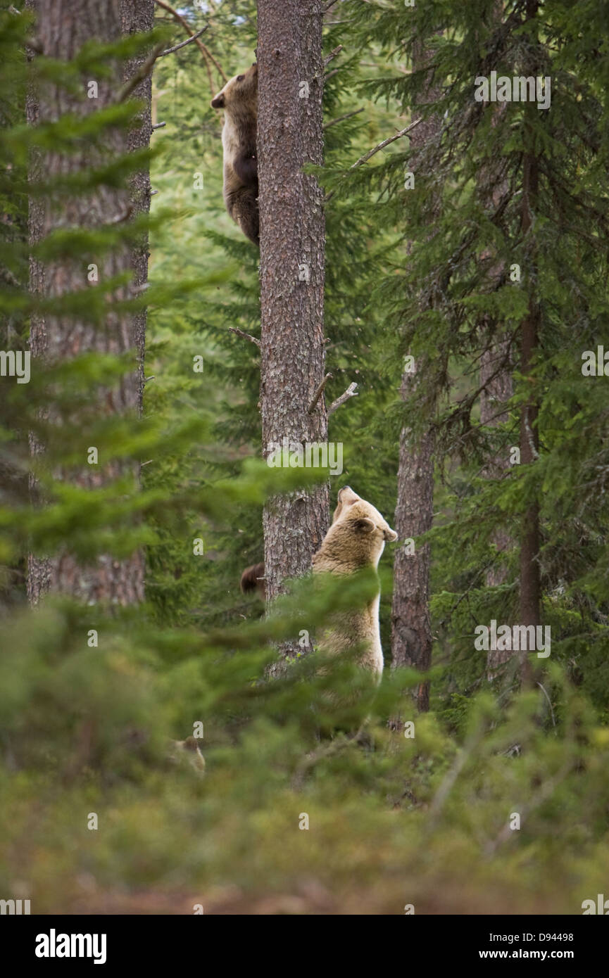 Young brown bear climbing tree hi-res stock photography and images - Alamy