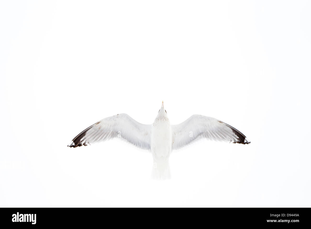 Low angle bird flying Cut Out Stock Images & Pictures - Alamy