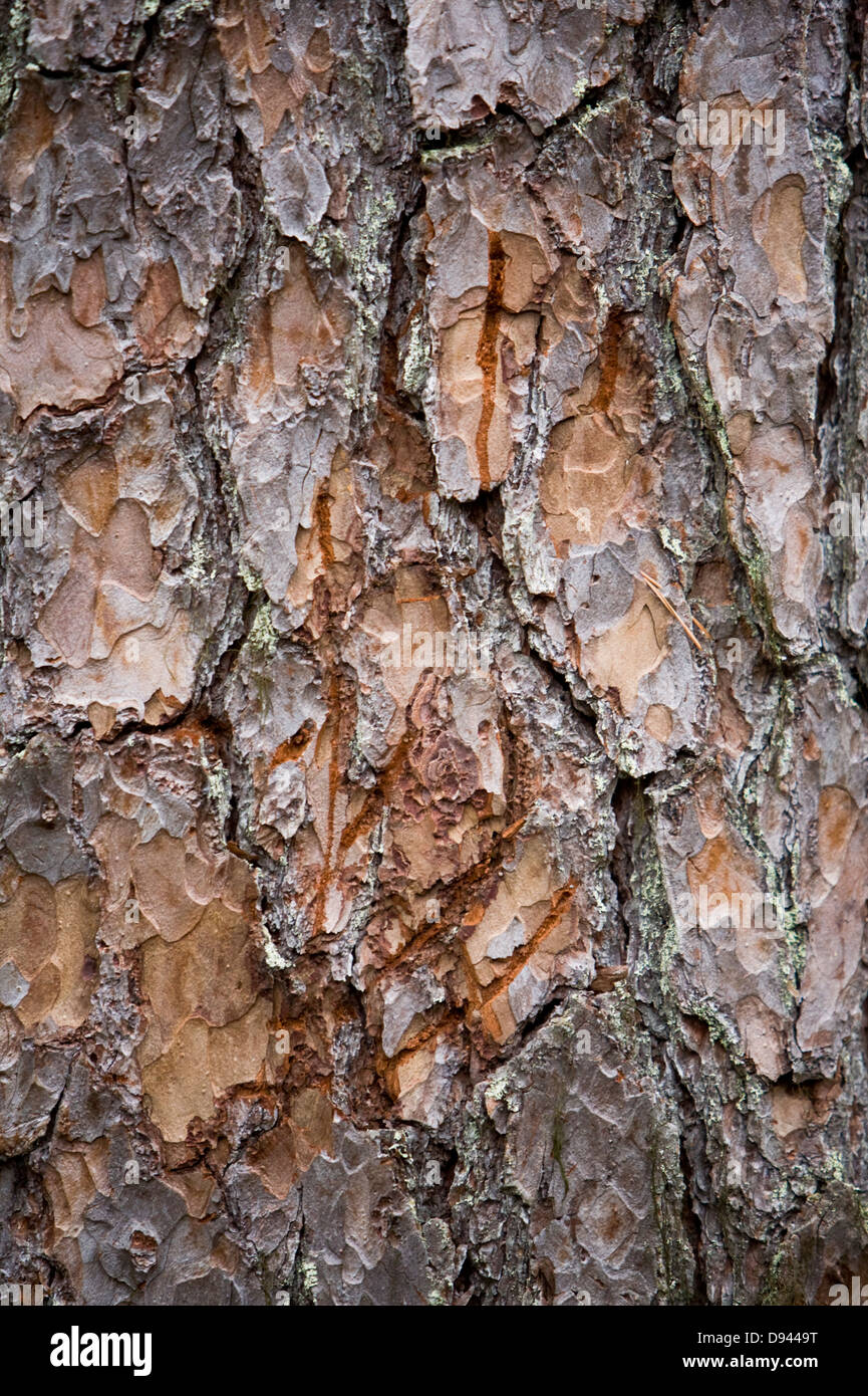 Bear claw tree hi-res stock photography and images - Alamy