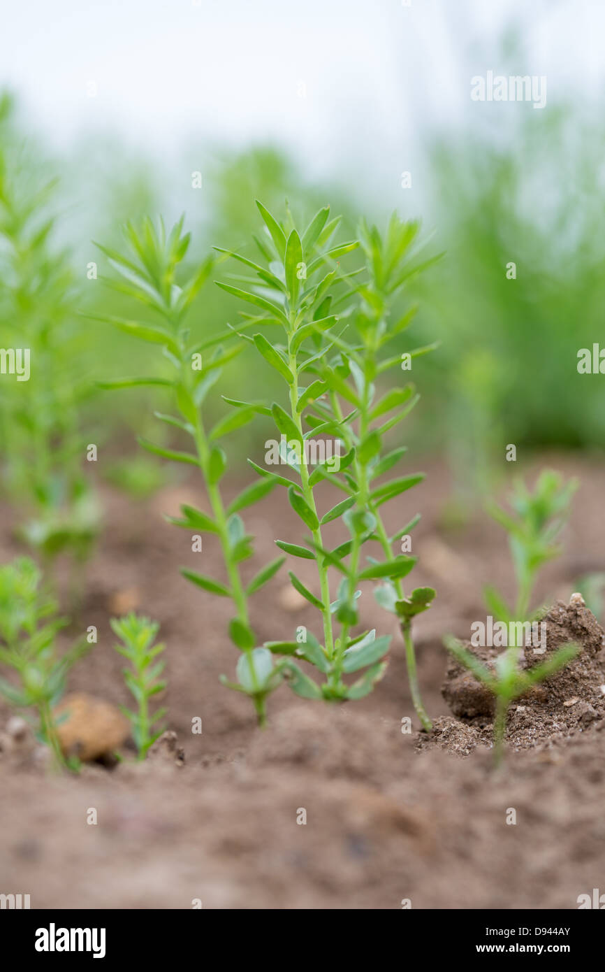Young Linseed Plants … Stock Photo - Alamy