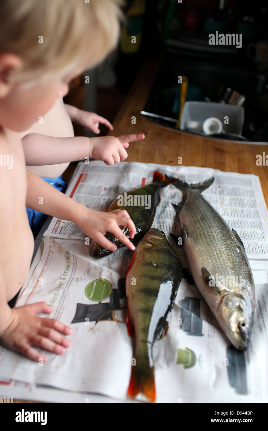 Two children touching dead fish on kitchen counter Stock Photo - Alamy