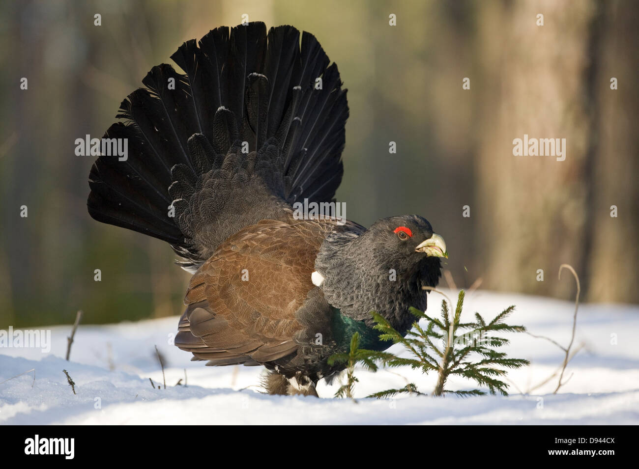 A capercaillie in the forest, Sweden Stock Photo - Alamy