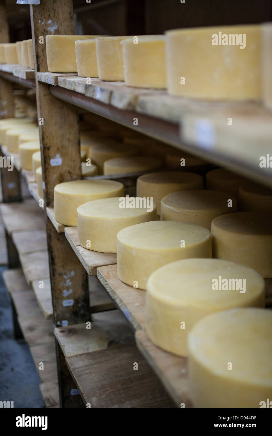 Rounds cheddar cheese hi-res stock photography and images - Alamy