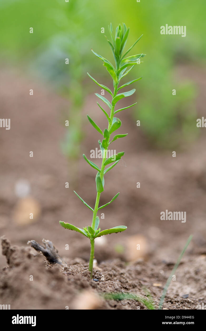 Young Linseed Plants Picture Stock Photo - Alamy