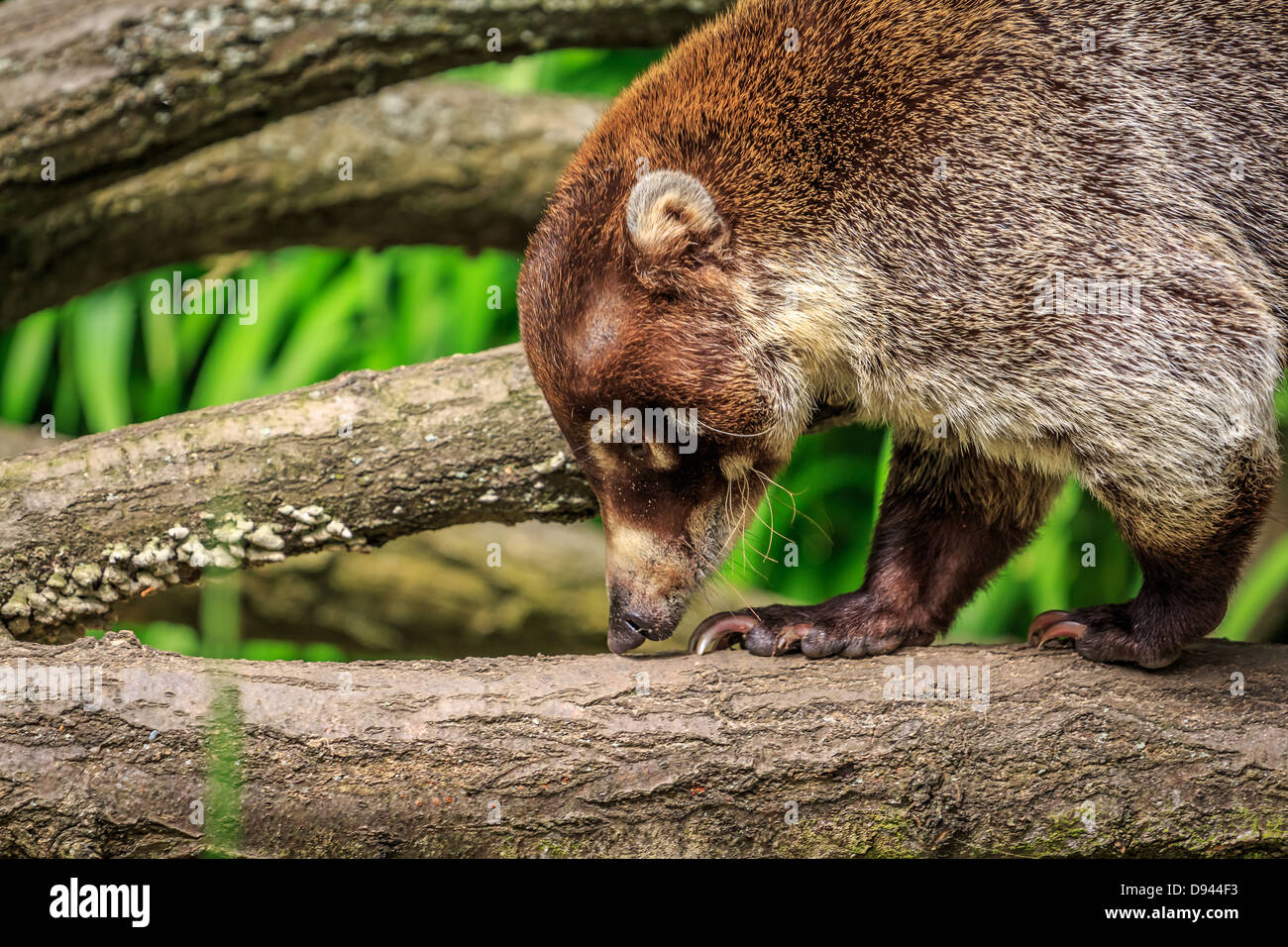 Coati animal hi-res stock photography and images - Alamy