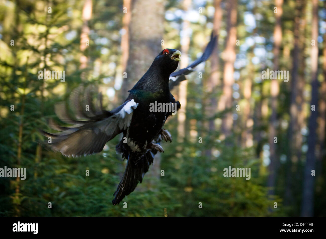 Capercaillie flying hi-res stock photography and images - Alamy
