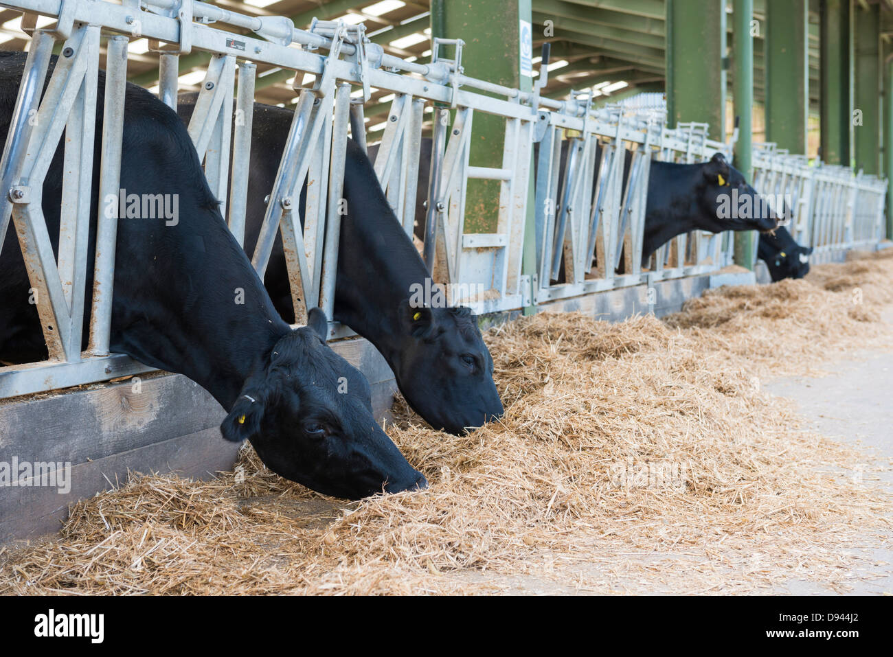 Dairy cattle feeding in a diary unit on a farm Stock Photo - Alamy