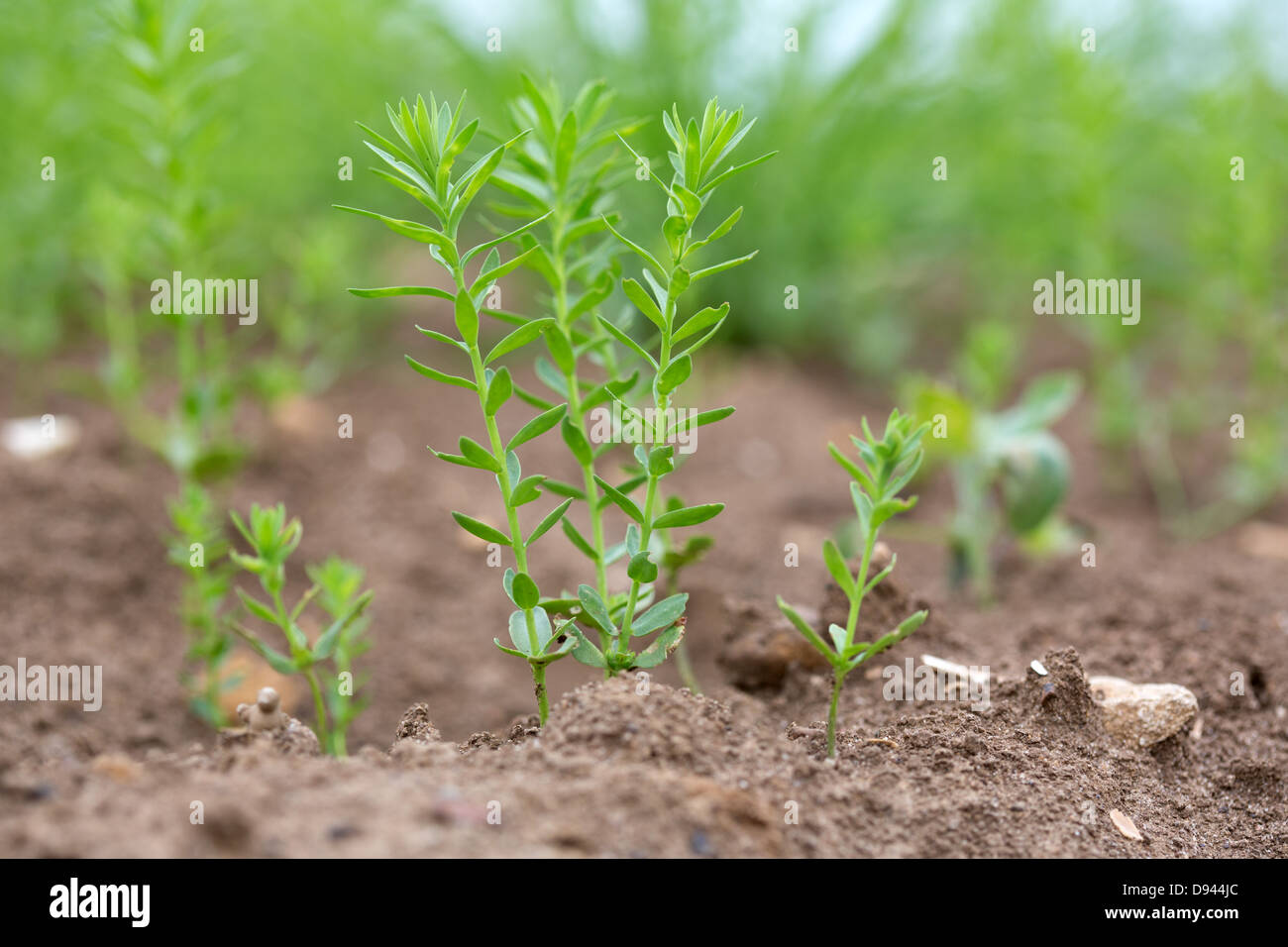 Young Linseed Plants Picture Stock Photo - Alamy
