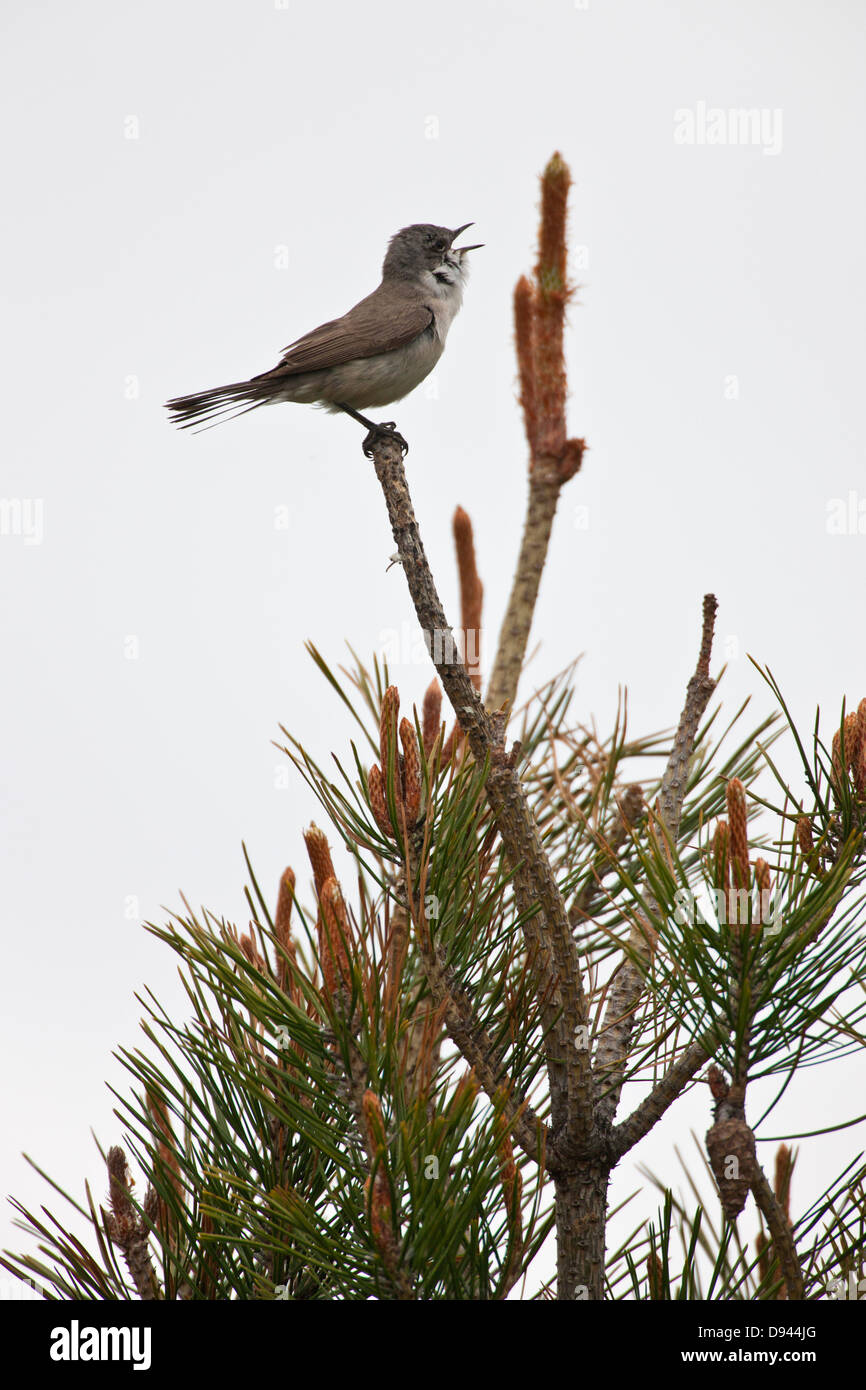 Bird singing on pine tree Stock Photo - Alamy
