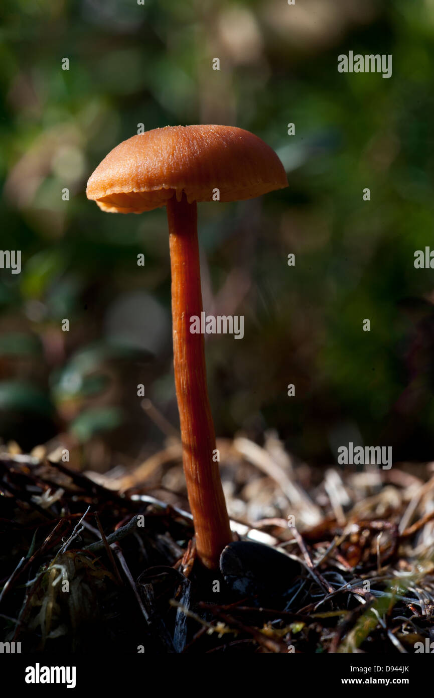 Close-up of mushroom Stock Photo - Alamy