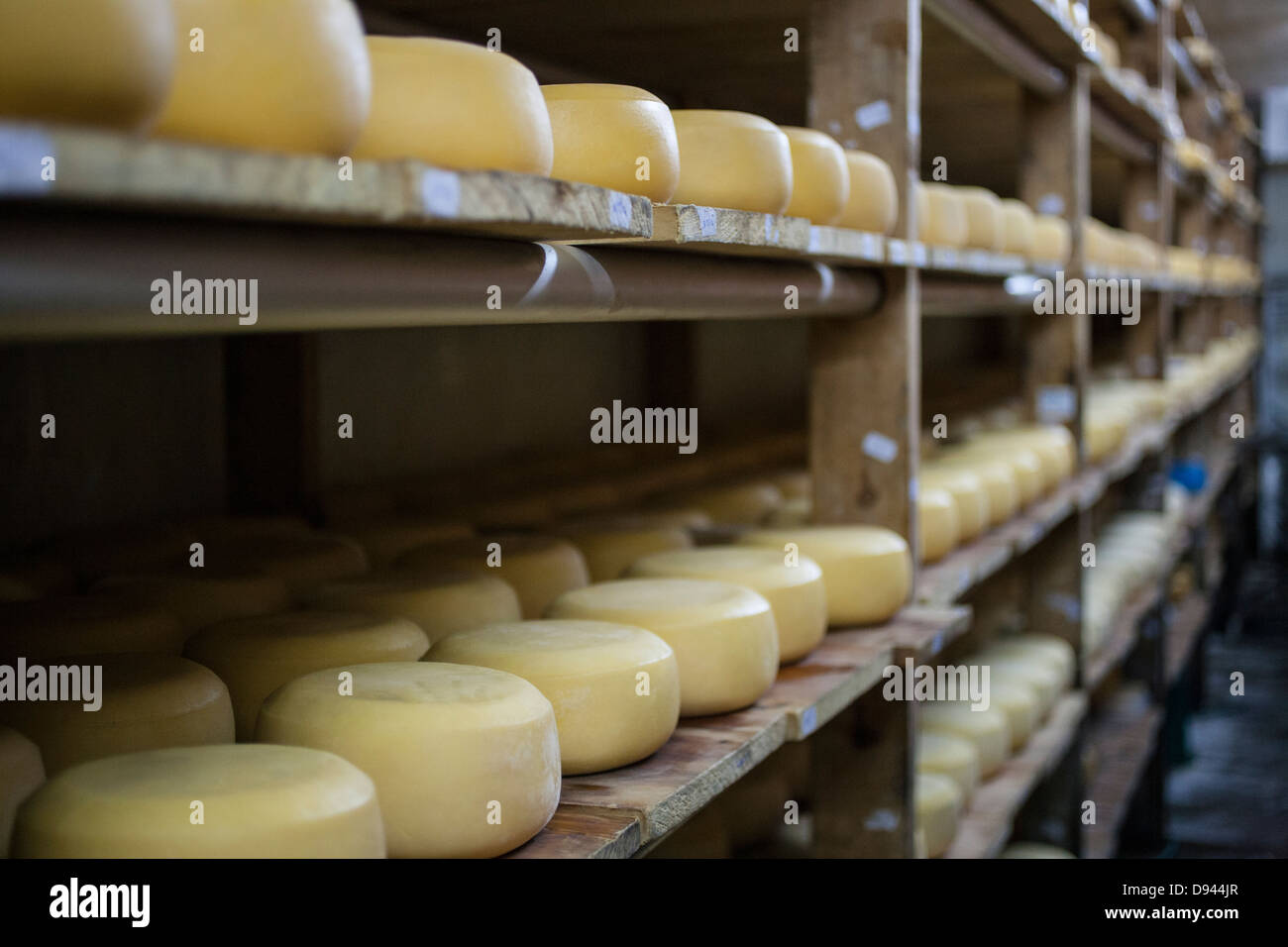 Rounds cheddar cheese hi-res stock photography and images - Alamy