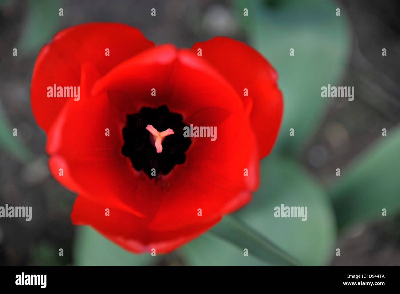 Simple composition hi-res stock photography and images - Alamy