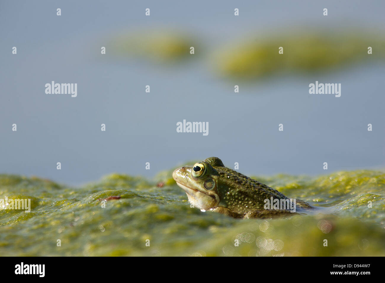 Close-up of frog Stock Photo - Alamy