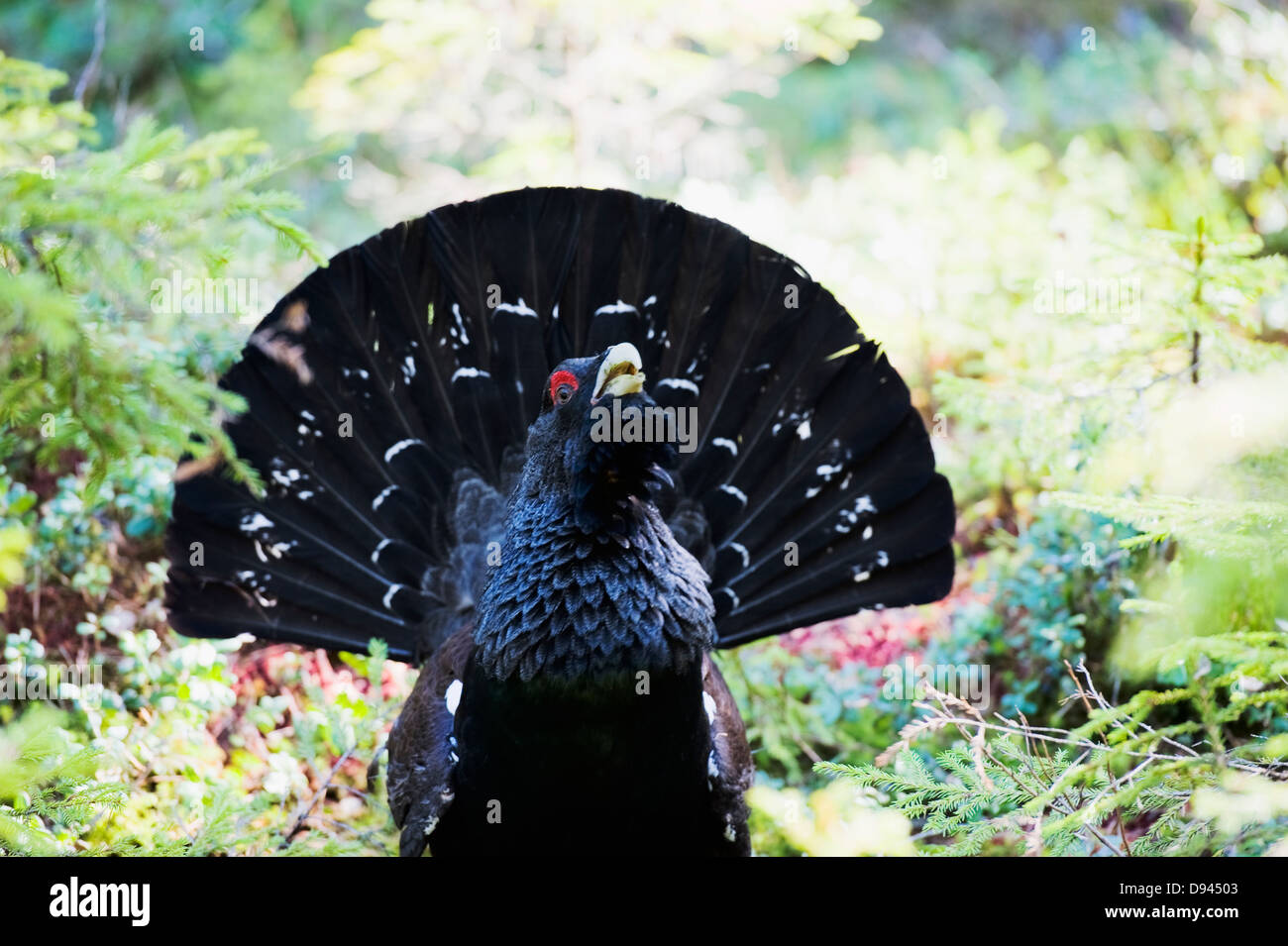 Rooster front view hi-res stock photography and images - Alamy