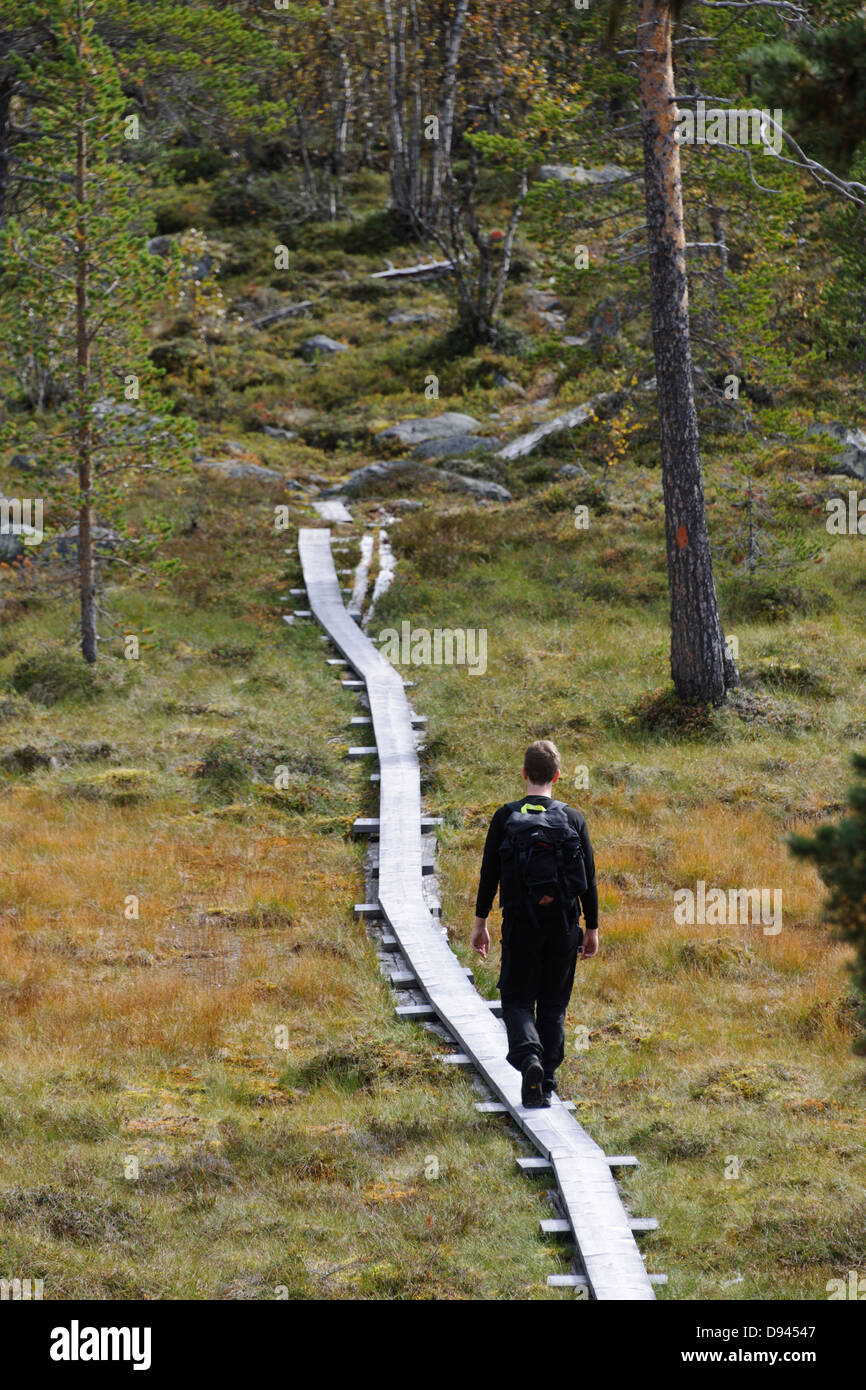 Hiker on wooden path through swamp Stock Photo - Alamy