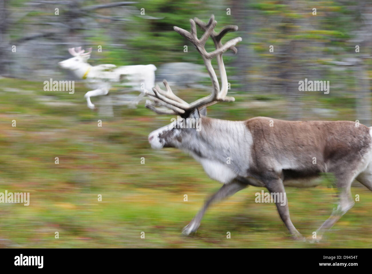 Reindeers running in forest, blurred motion Stock Photo - Alamy