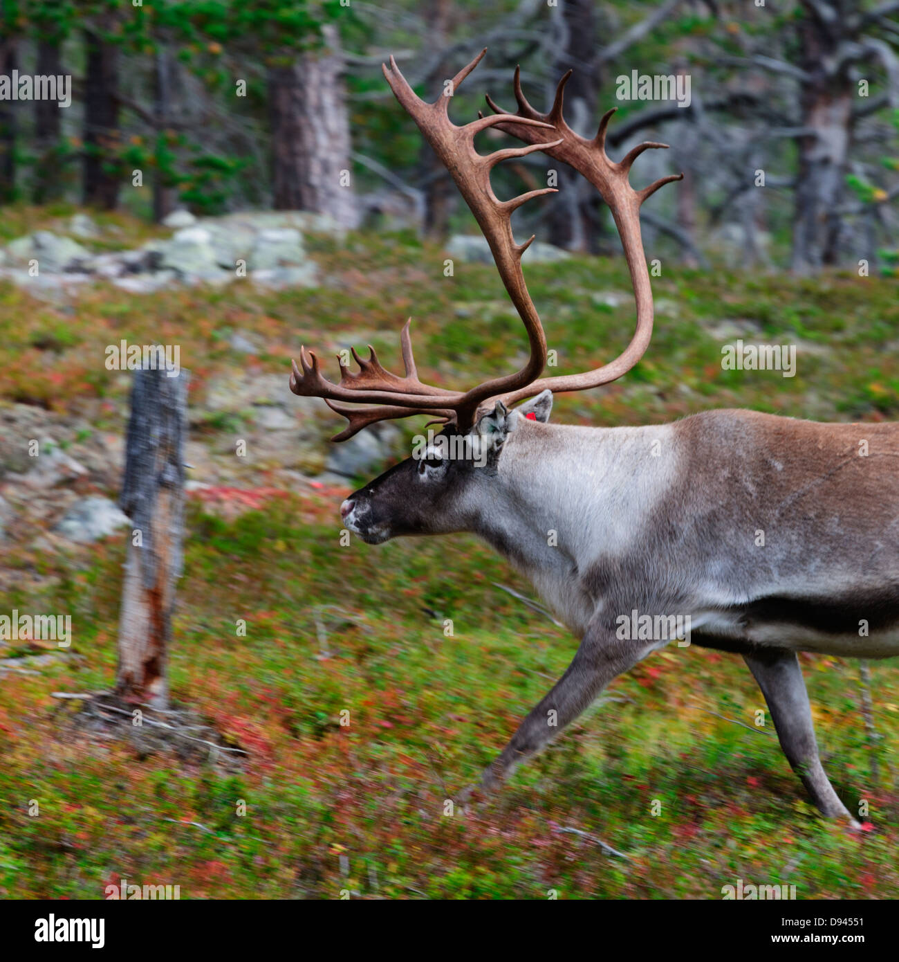 Reindeer in forest Stock Photo - Alamy