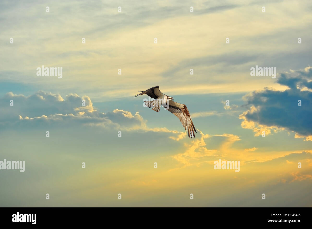 Flying osprey with fish hi-res stock photography and images - Alamy