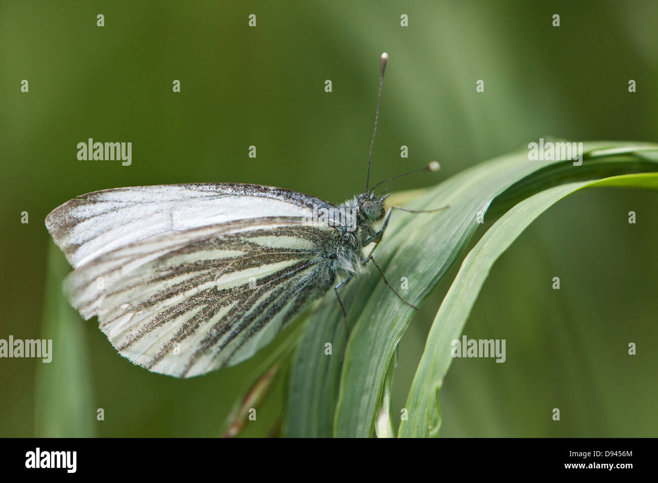 Sharp butterfly image hi-res stock photography and images - Alamy