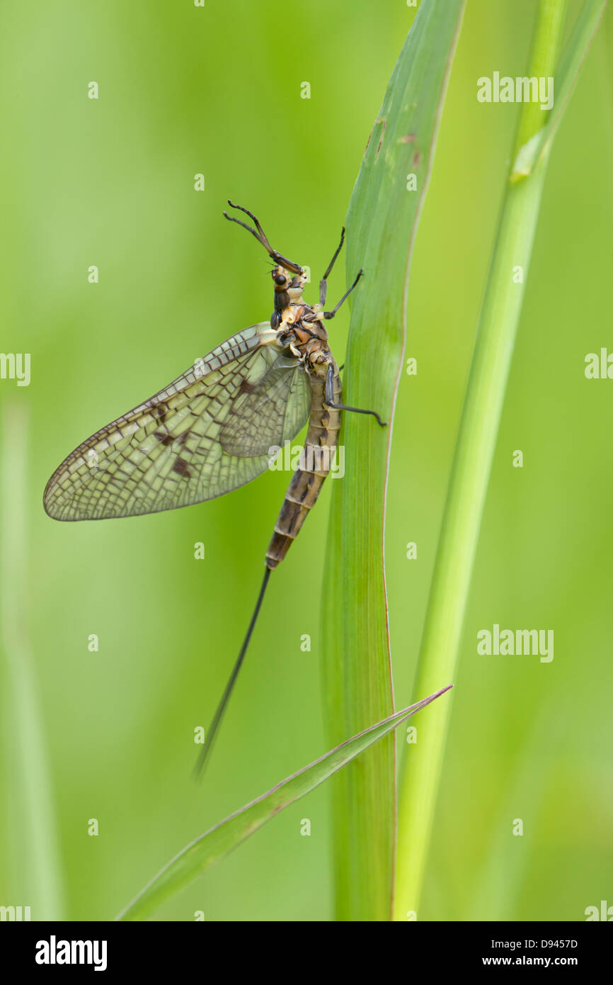 Insect on blade of grass Stock Photo - Alamy