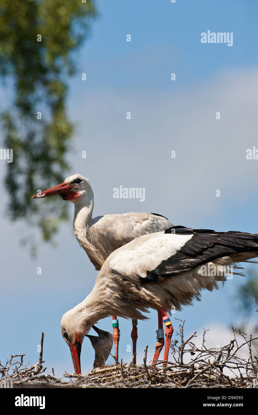 Storks on nest hi-res stock photography and images - Alamy