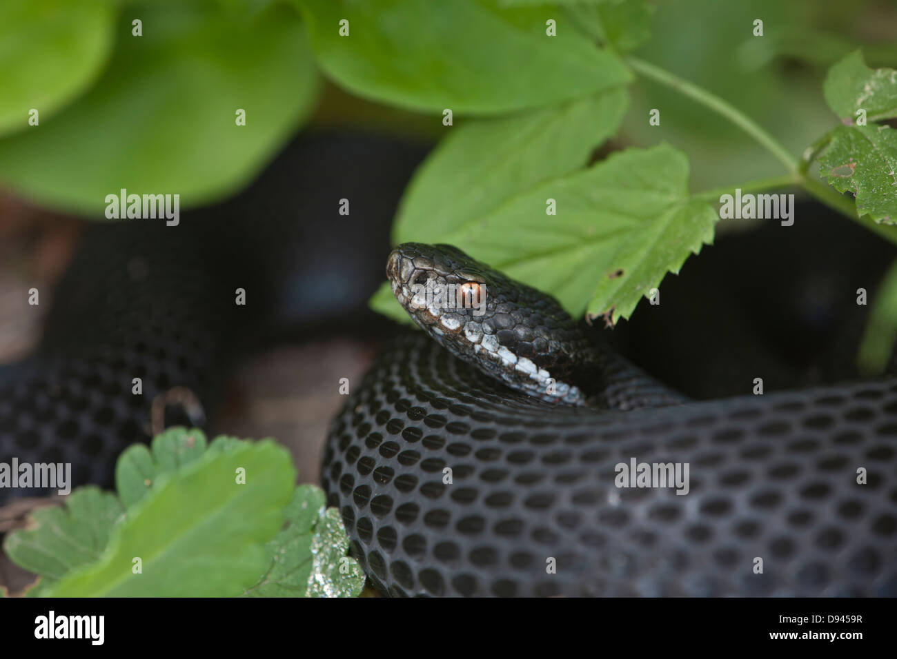 Close-up of viper Stock Photo - Alamy