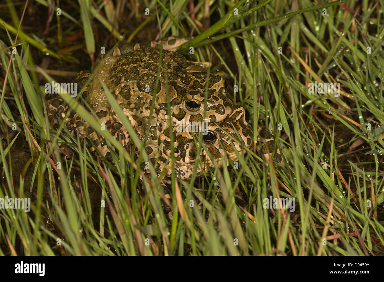 Two european green toads mating hi-res stock photography and images - Alamy