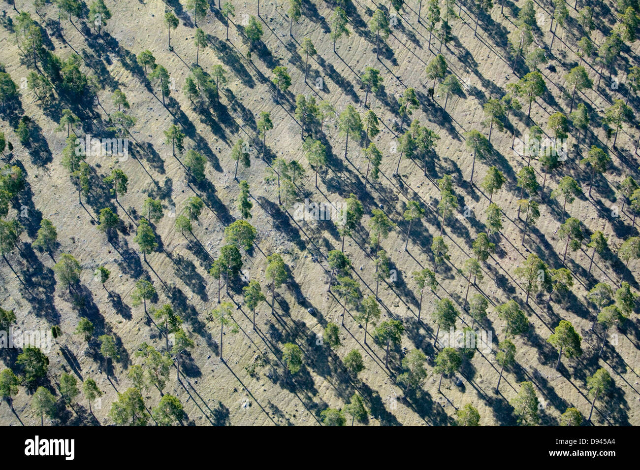 Pine forest, aerial view, Gotland, Sweden Stock Photo - Alamy