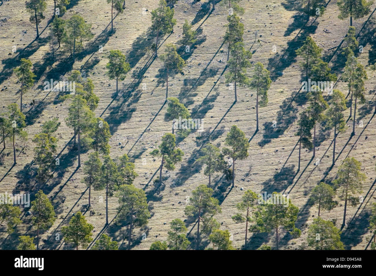 Pine Forest Aerial Stock Photos & Pine Forest Aerial Stock Images - Alamy